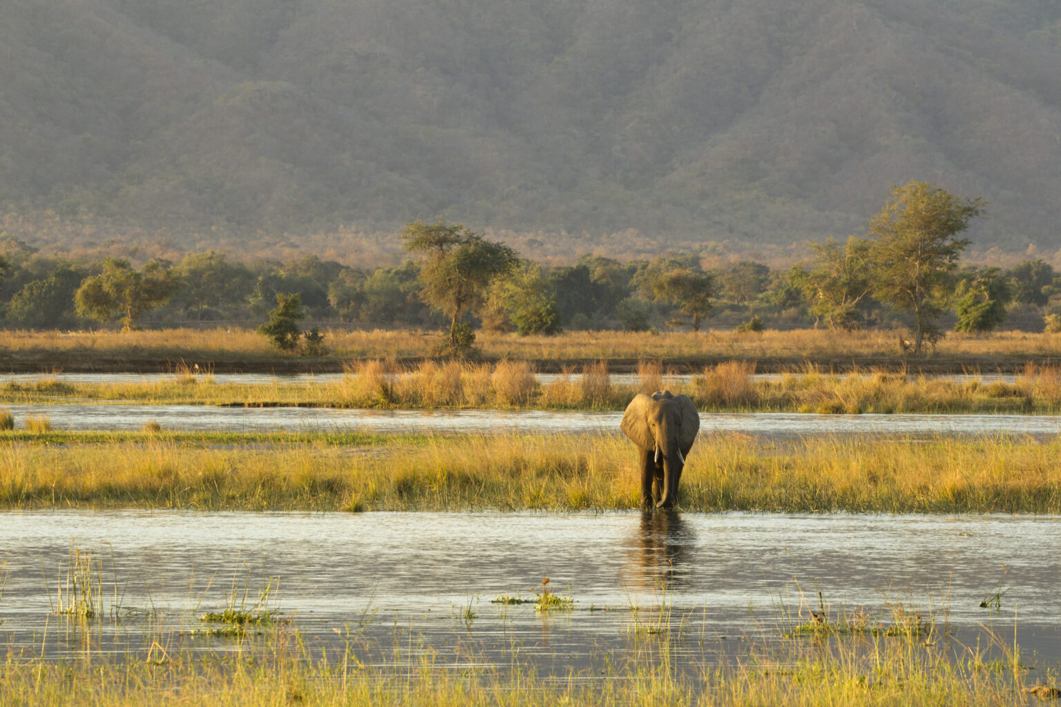 Revolutionising conservation: Innovative new partnership ignites a ...