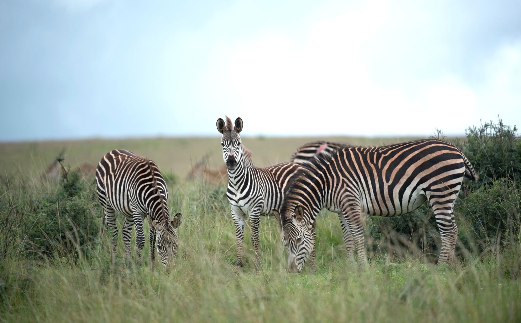 CEO Blog: Why the Future of Conservation Lies with Africa – Coexistence ...